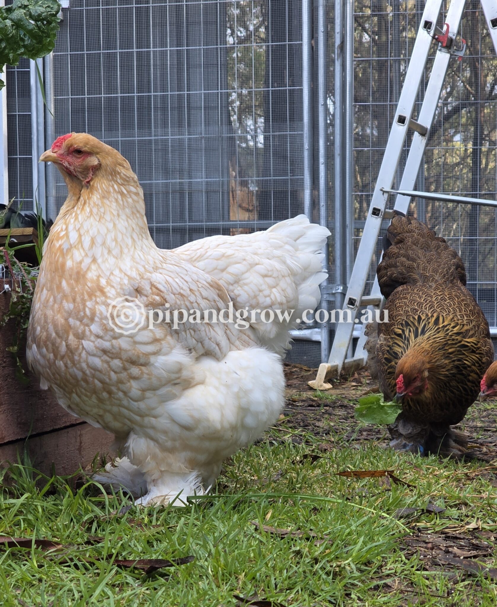 Gold & Blue Partridge Brahma Fertile Egg (each) - Pip & Grow