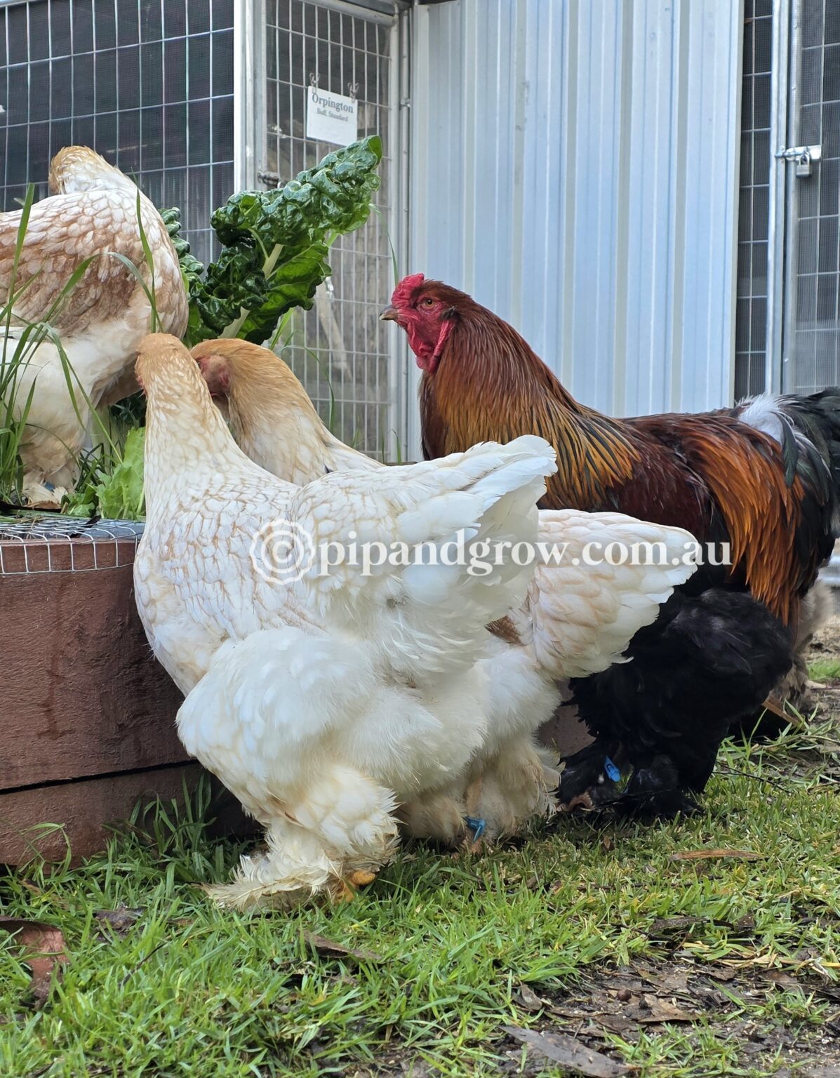 *Finished breeding for the season* Gold & Blue Partridge Brahma Fertile ...