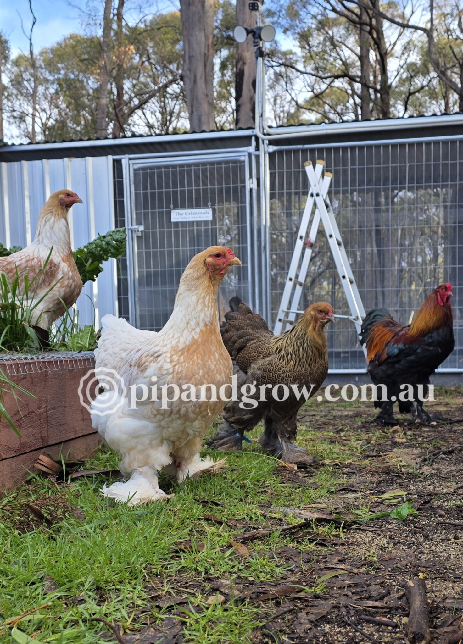 Gold & Blue Partridge Brahma Fertile Egg (each) - Pip & Grow