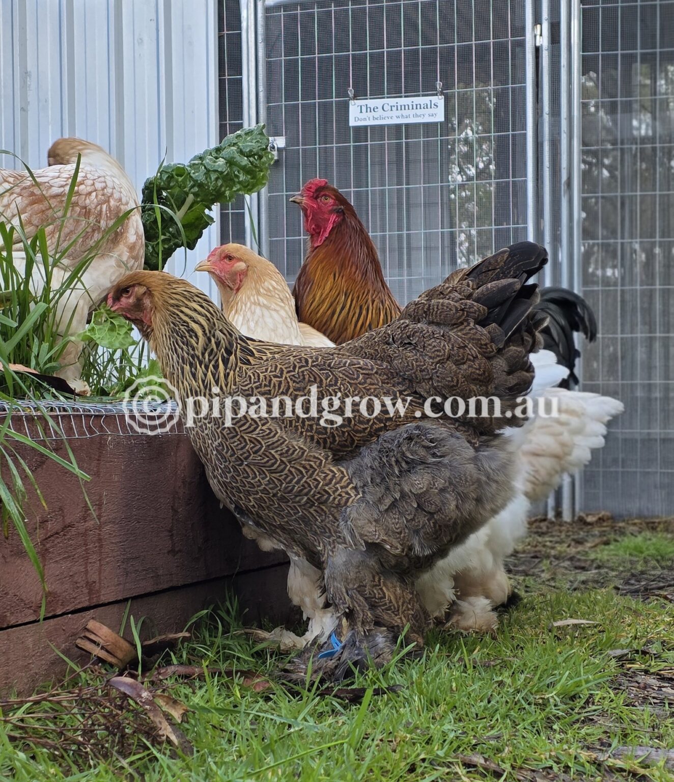 Gold & Blue Partridge Brahma Fertile Egg (each) - Pip & Grow