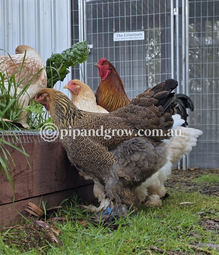 Gold & Blue Partridge Brahma Fertile Egg (each) - Pip & Grow