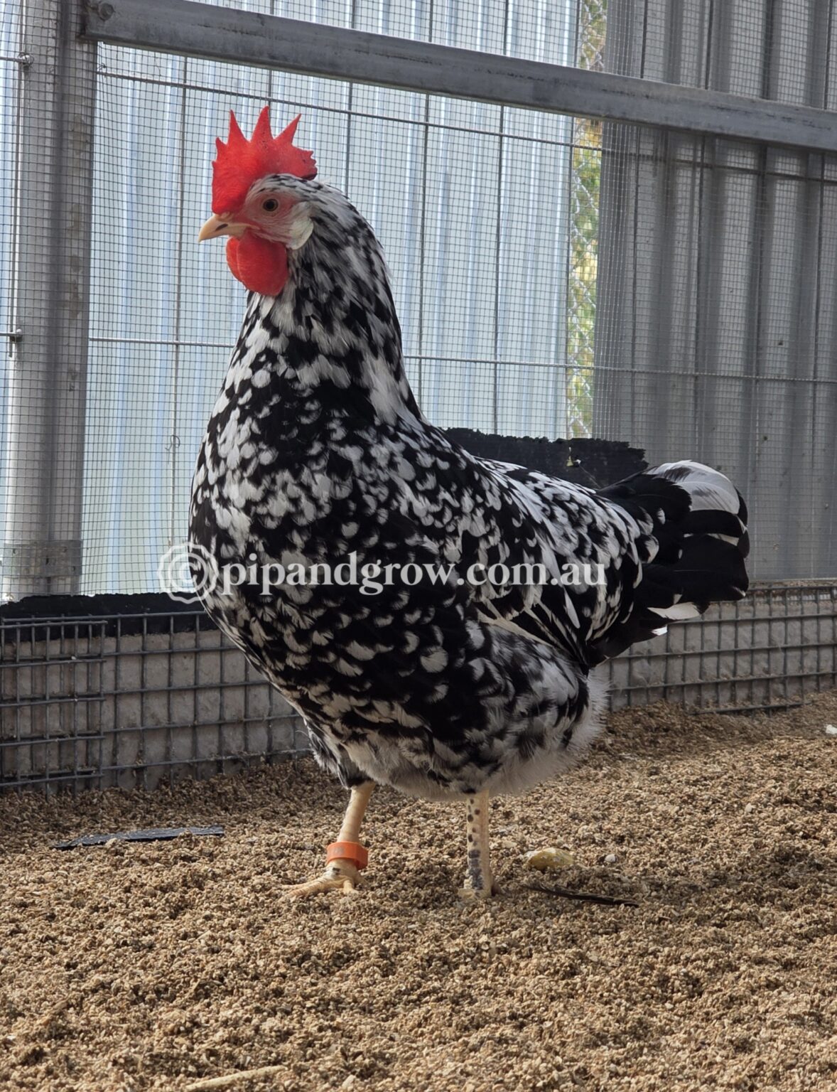 Exchequer Leghorn Fertile Egg (each) - Pip & Grow