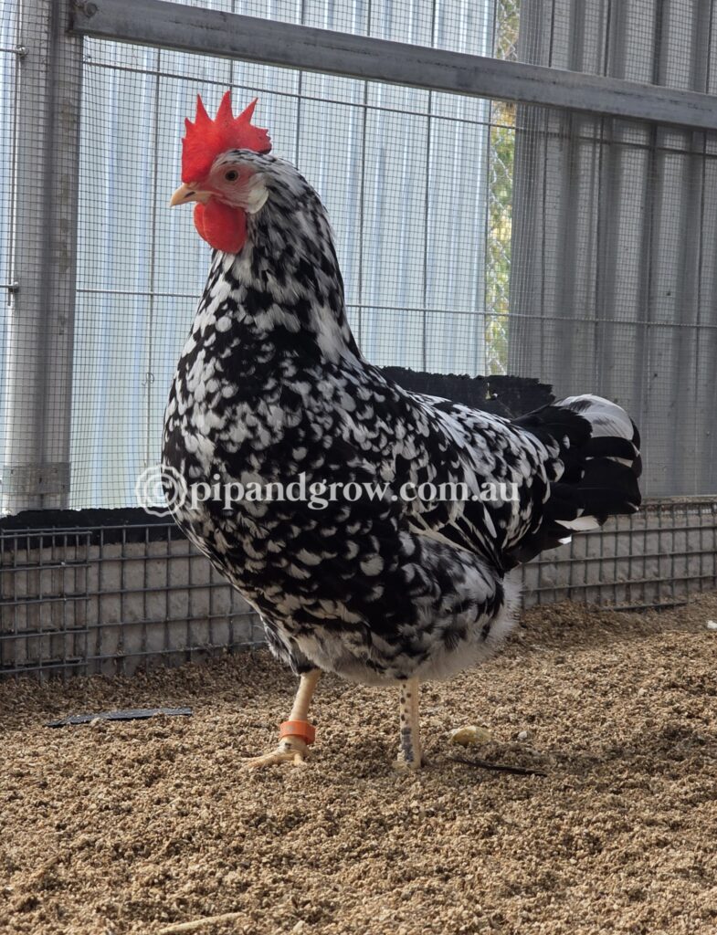 *Finished breeding for the season* Exchequer Leghorn Fertile Egg (each ...