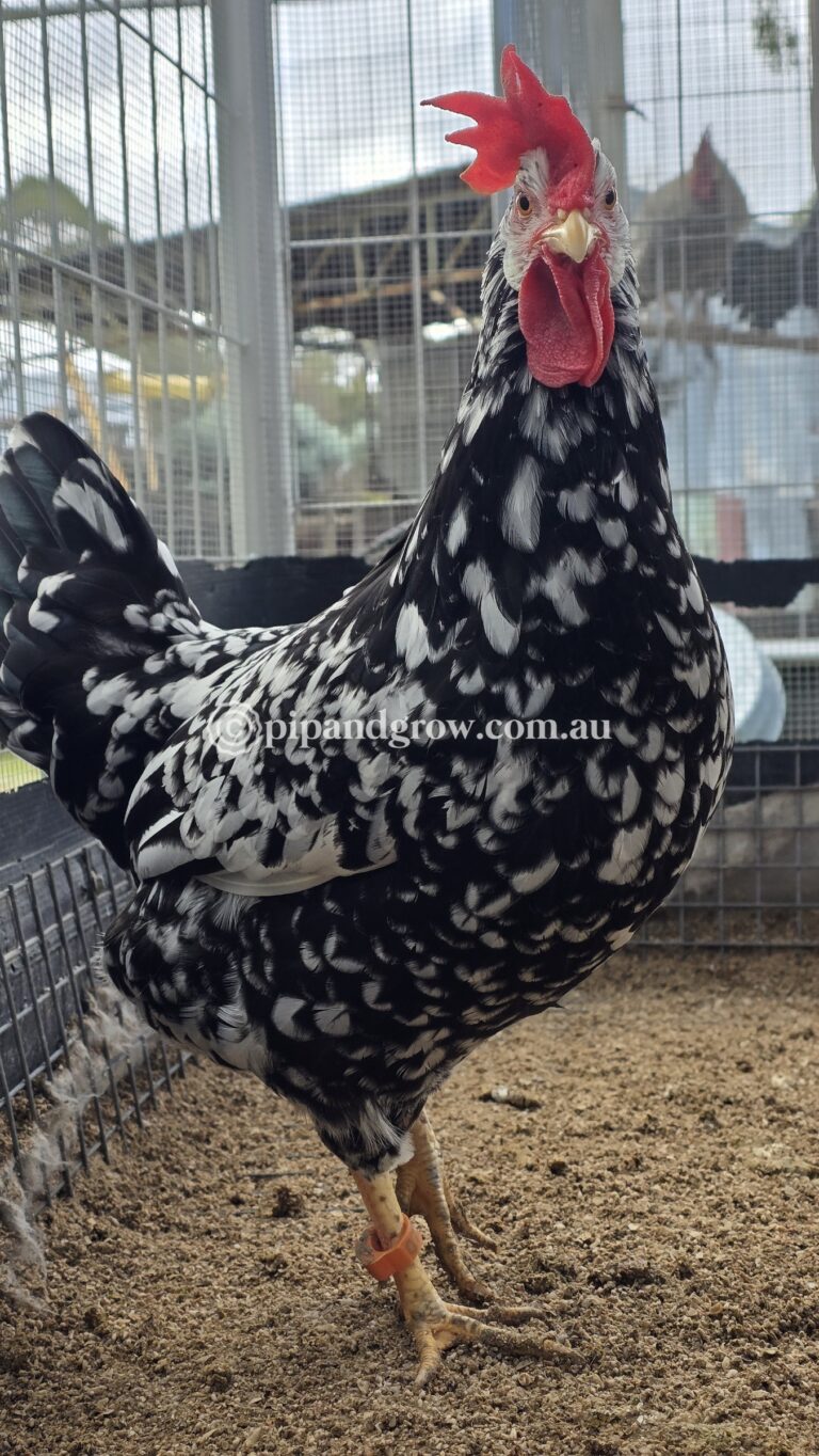 Exchequer Leghorn Fertile Egg (each) - Pip & Grow