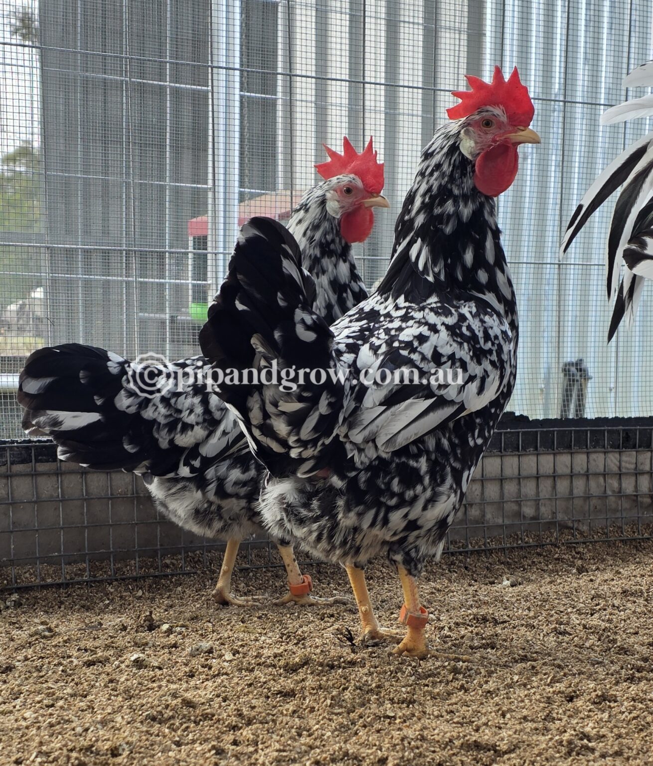 *Finished breeding for the season* Exchequer Leghorn Fertile Egg (each ...