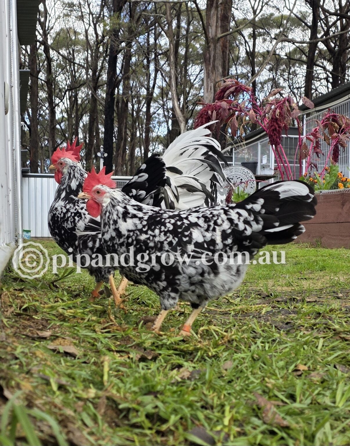 *Finished breeding for the season* Exchequer Leghorn Fertile Egg (each ...