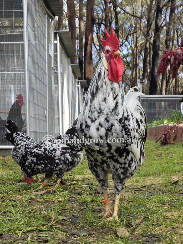 Exchequer Leghorn Fertile Egg (each) - Pip & Grow