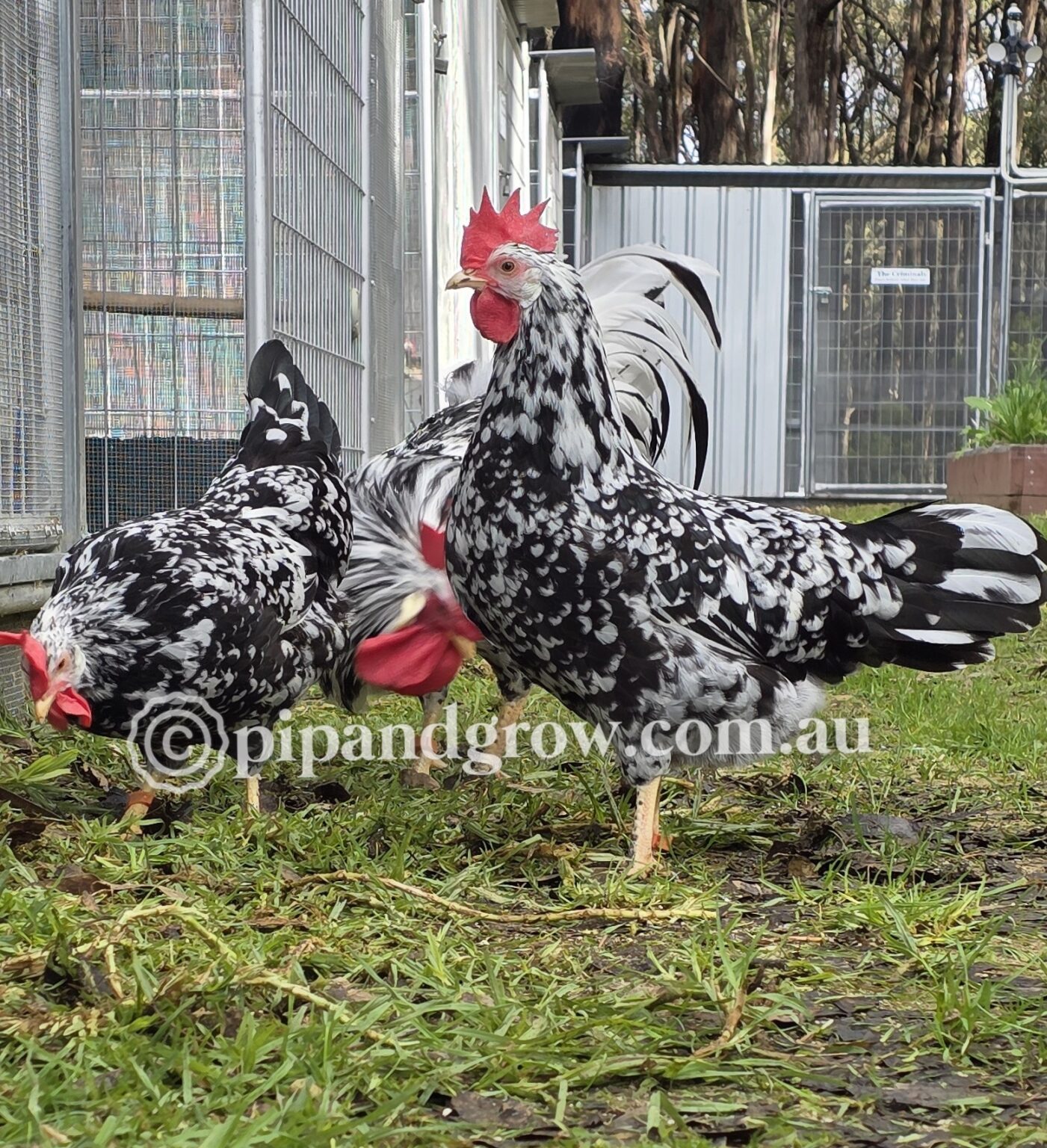 *Finished breeding for the season* Exchequer Leghorn Fertile Egg (each ...