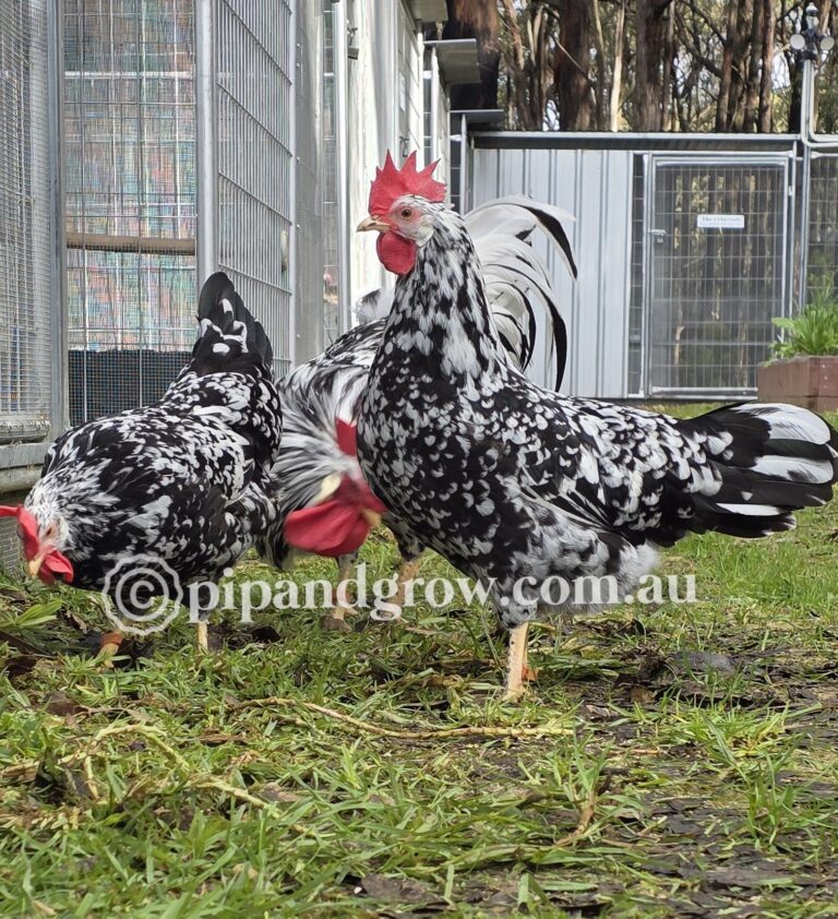 *Finished breeding for the season* Exchequer Leghorn Fertile Egg (each ...