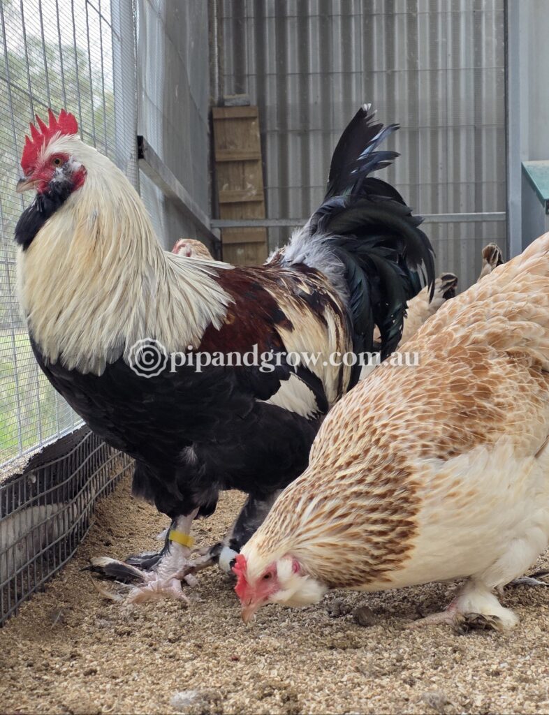 *Finished breeding for the season* Pot Luck Fertile egg (each) - Pip & Grow