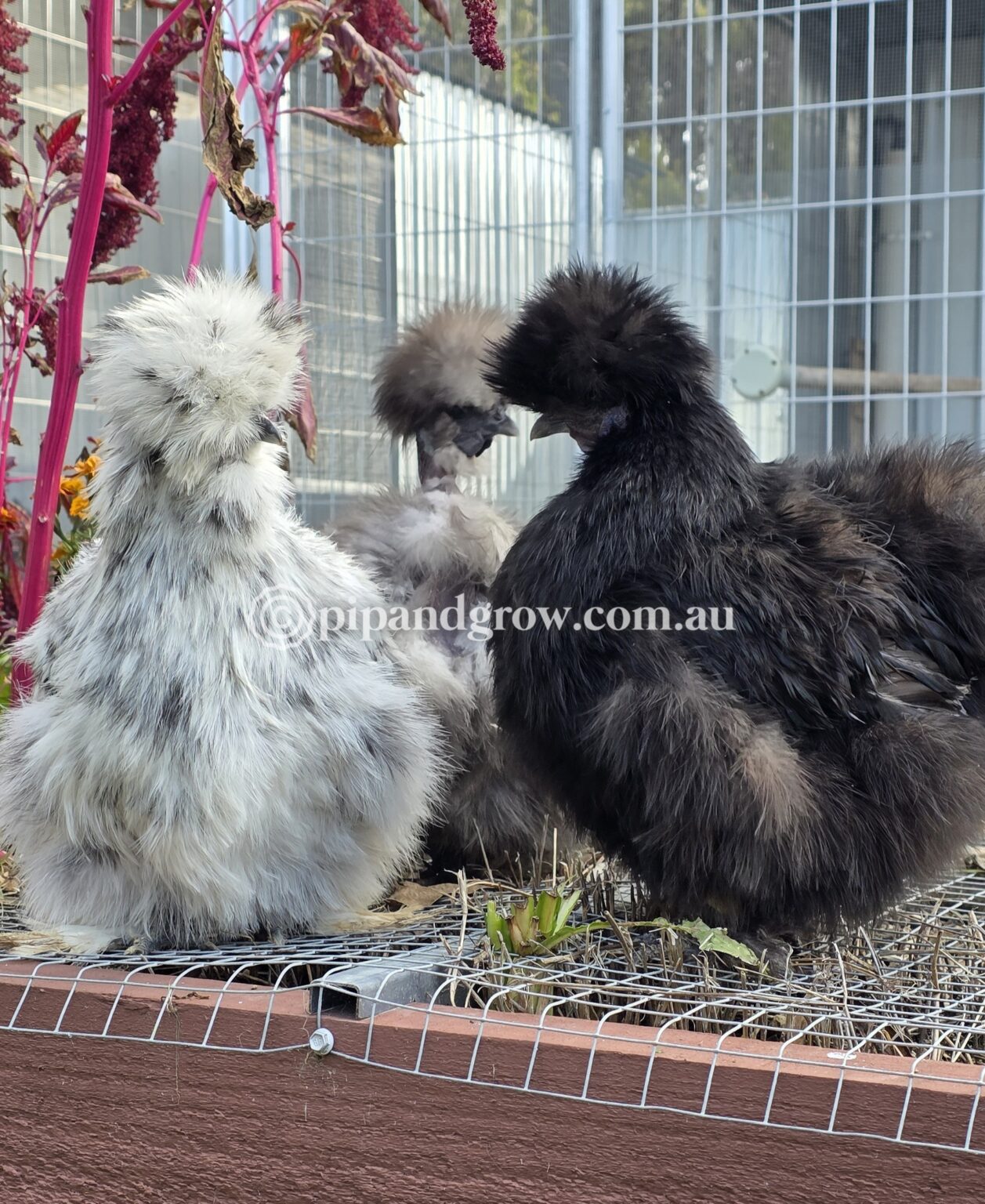Silkie - Pip & Grow