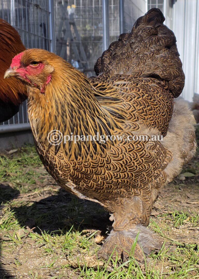 Gold & Blue Partridge Brahma Fertile Egg (each) - Pip & Grow
