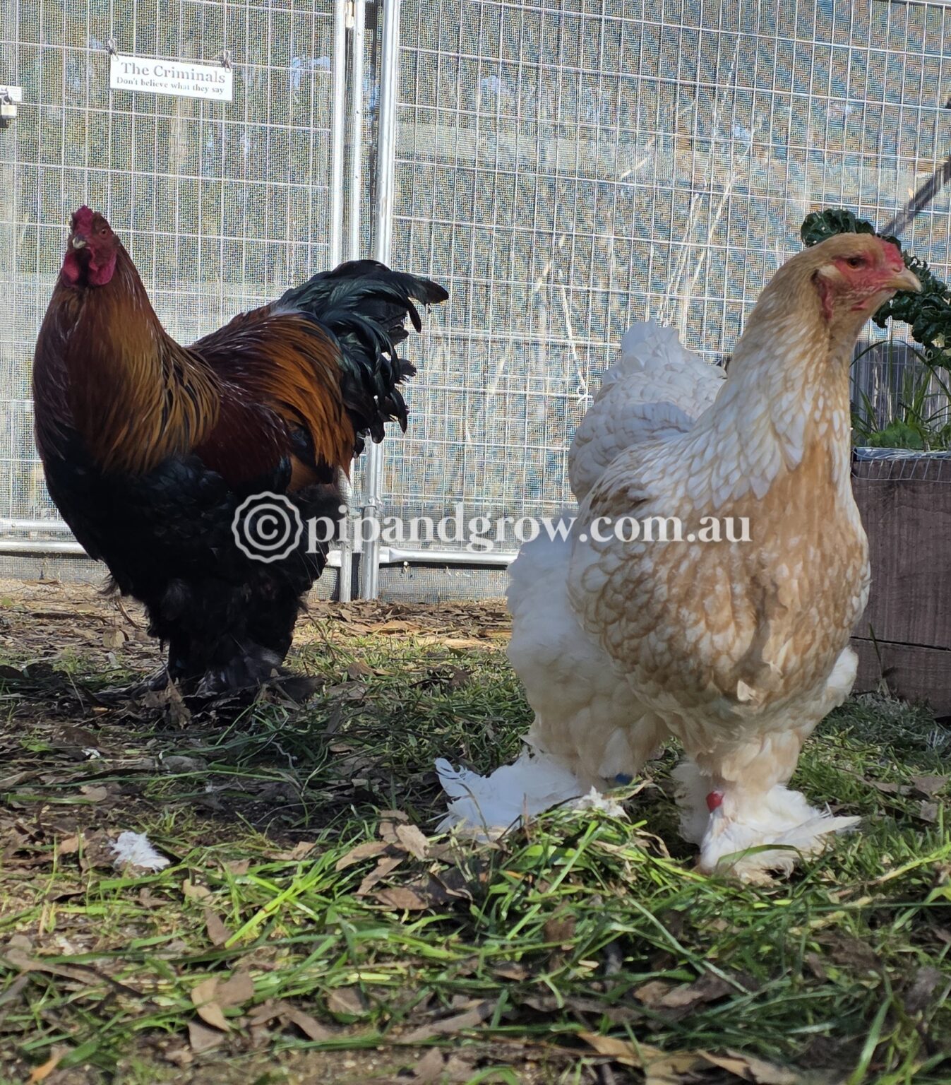 Gold & Blue Partridge Brahma Fertile Egg (each) - Pip & Grow