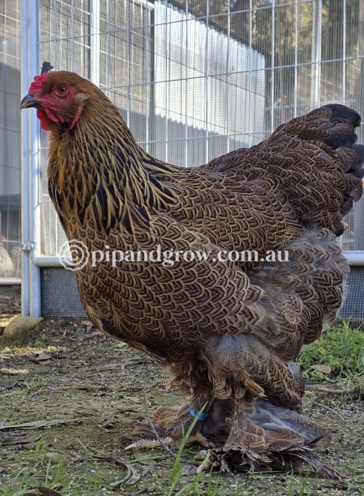 Gold & Blue Partridge Brahma Fertile Egg (each) - Pip & Grow