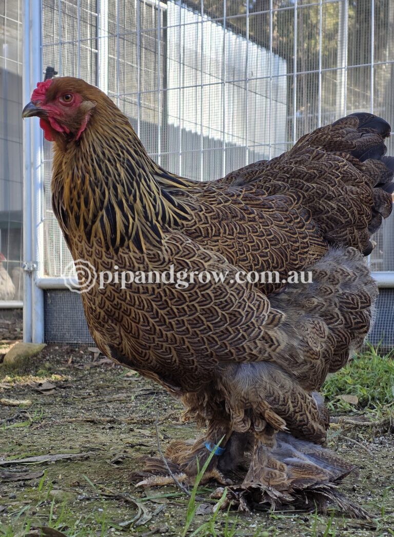 Gold & Blue Partridge Brahma Fertile Egg (each) - Pip & Grow