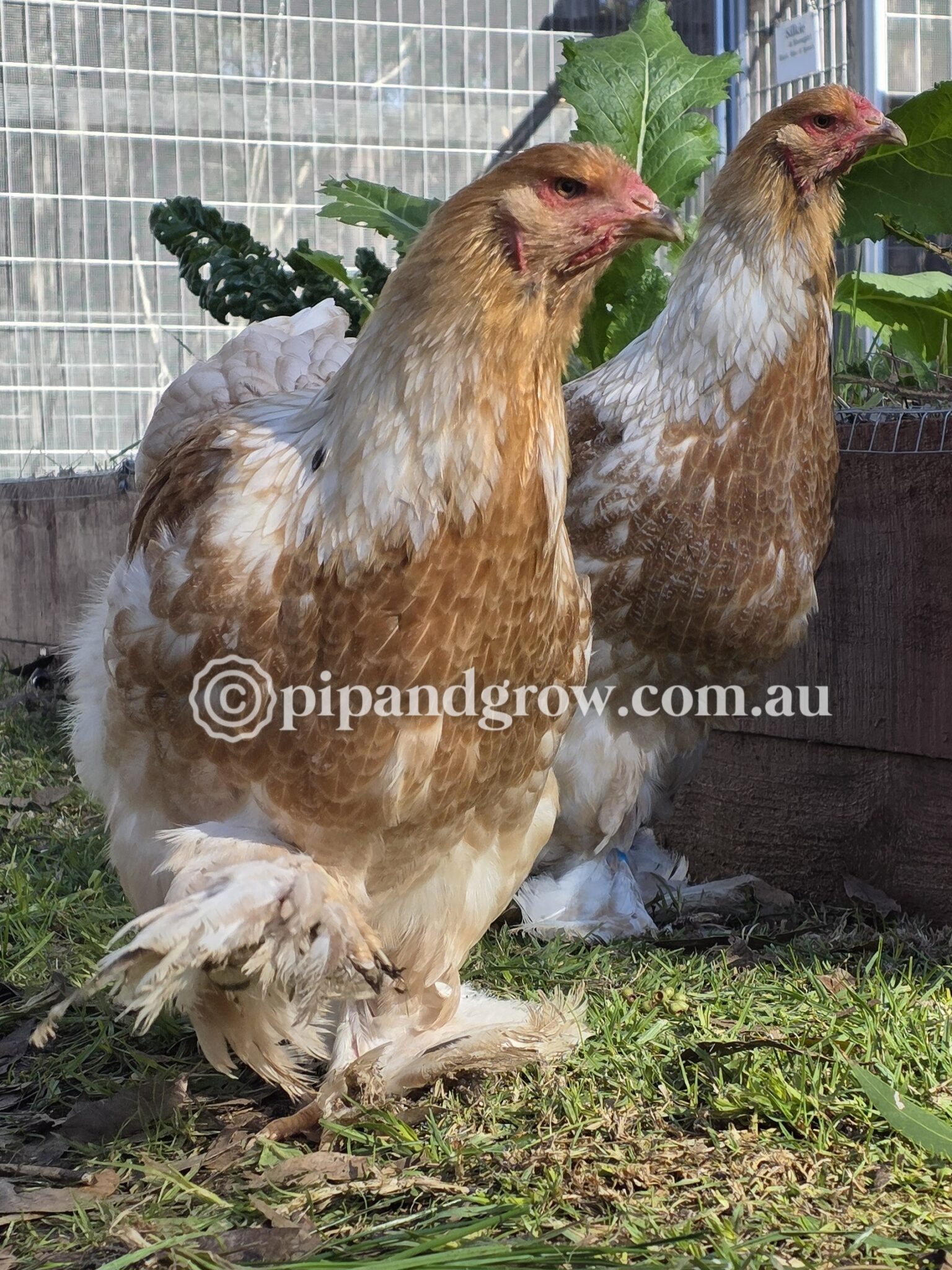 Gold & Blue Partridge Brahma Fertile Egg (each) - Pip & Grow