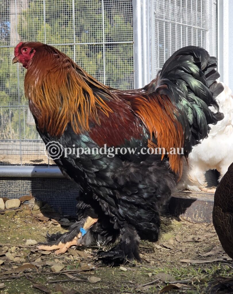 Gold & Blue Partridge Brahma Fertile Egg (each) - Pip & Grow