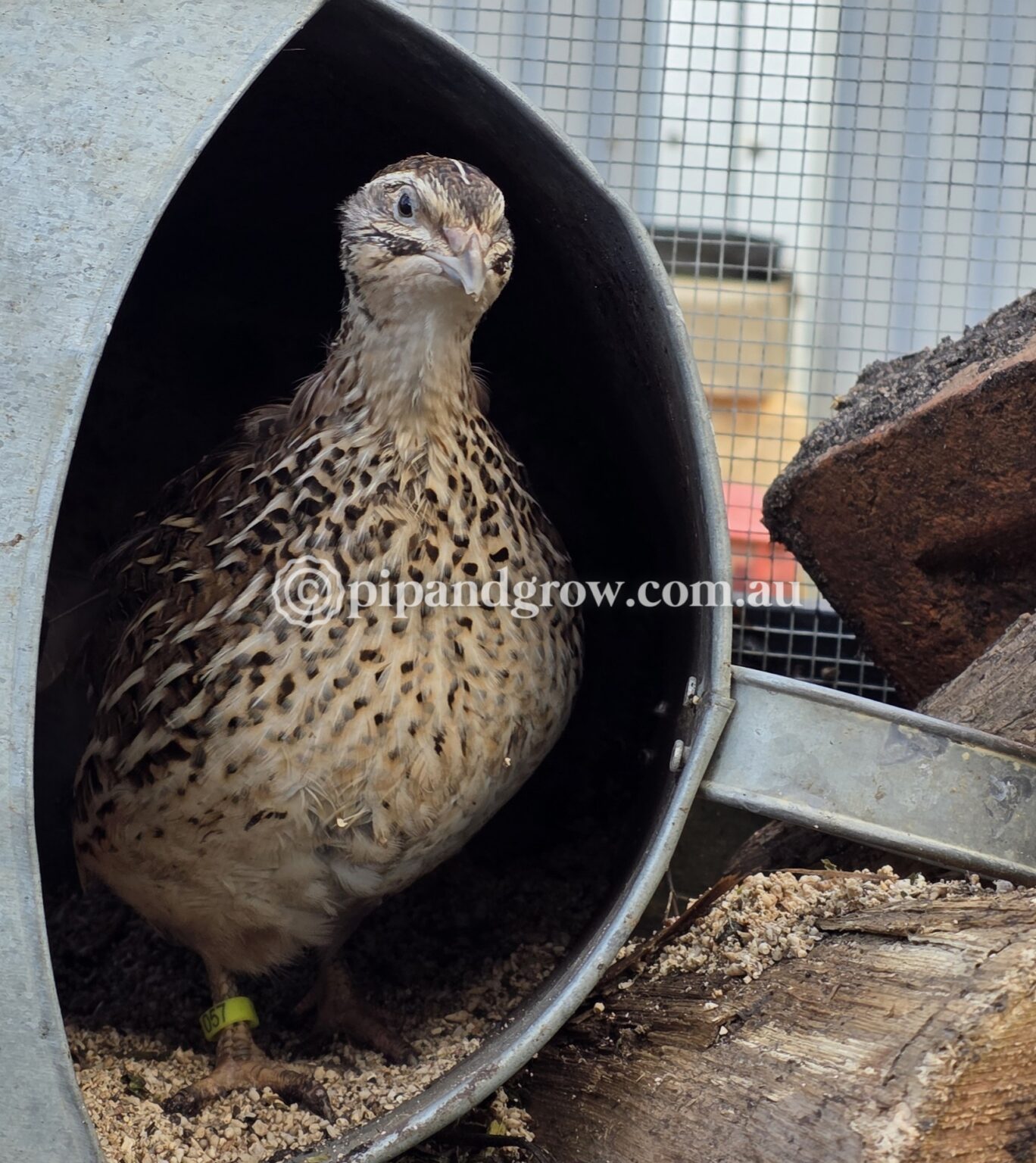 Japanese Quail Fertile Eggs (Dozen) - Pip & Grow
