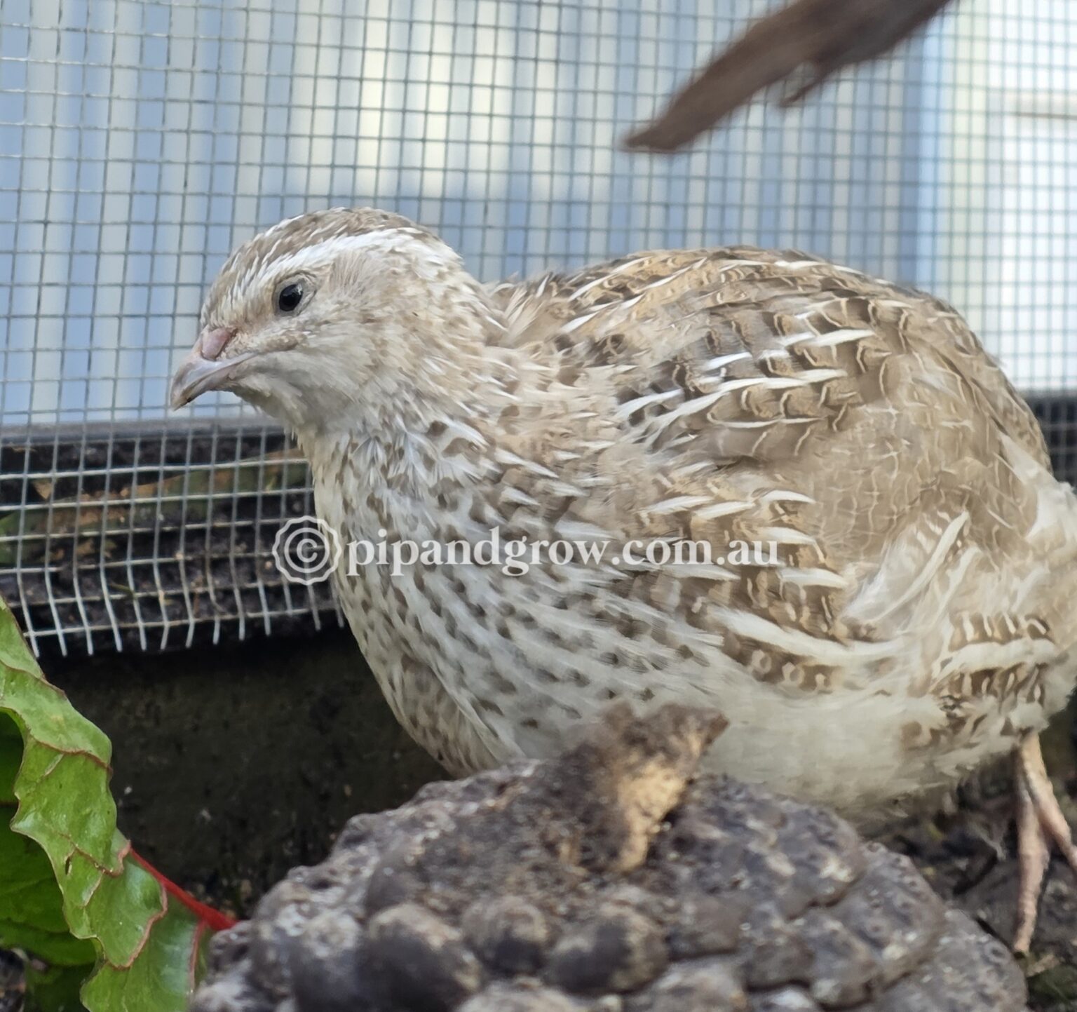 Japanese Quail Fertile Eggs (Dozen) - Pip & Grow