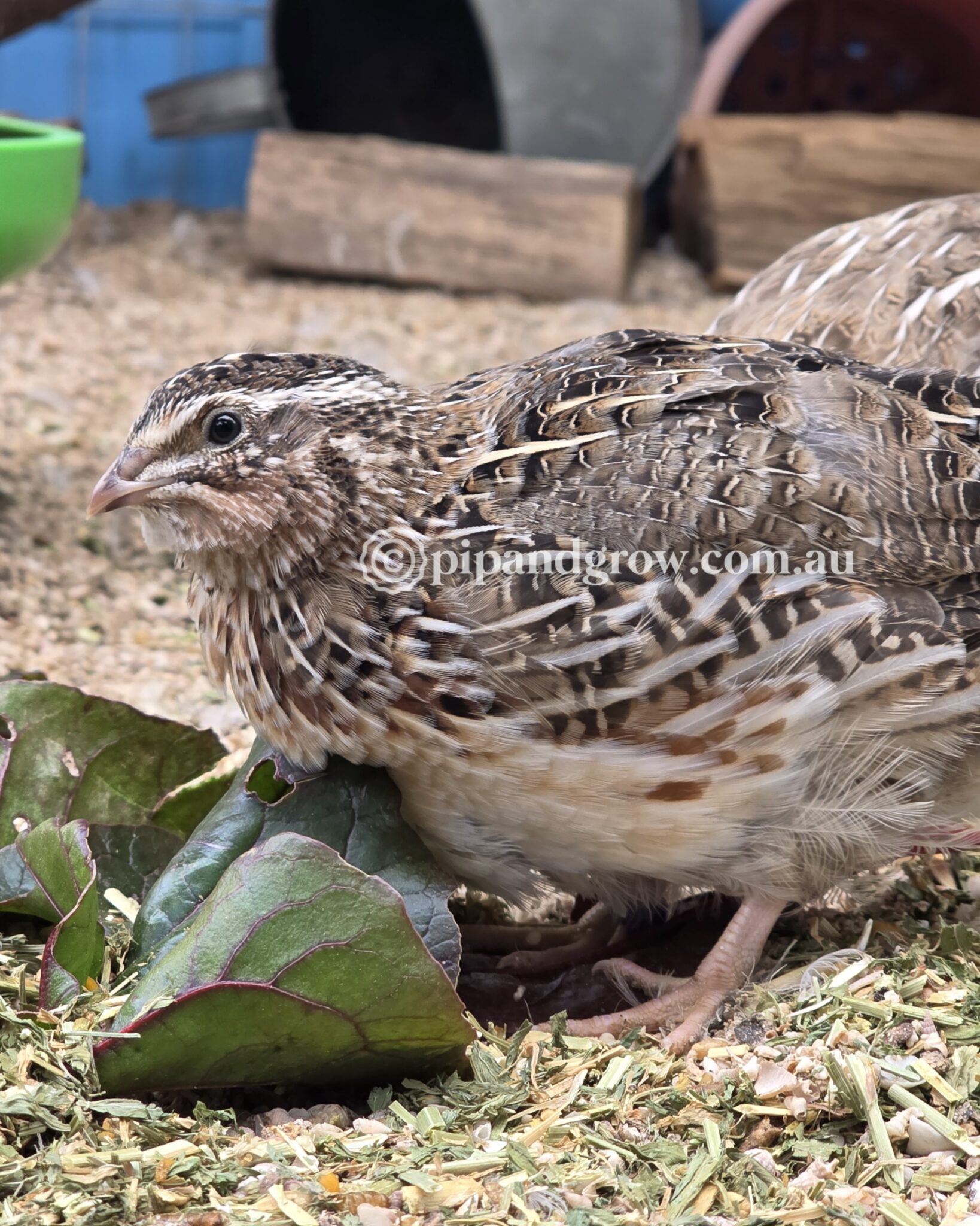 Japanese Quail Fertile Eggs (Dozen) - Pip & Grow