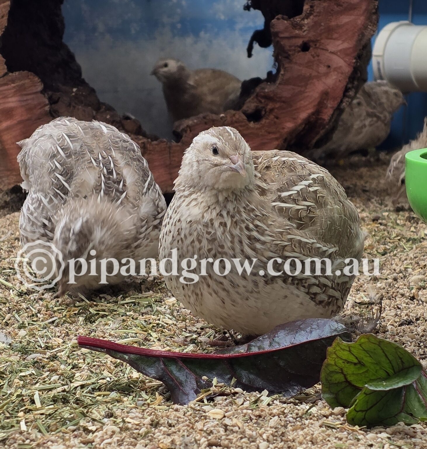 Japanese Quail Fertile Eggs (Dozen) - Pip & Grow