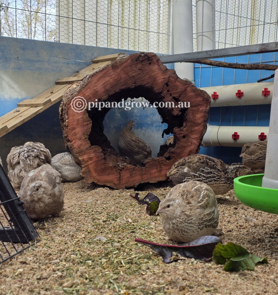 Japanese Quail Fertile Eggs (Dozen) - Pip & Grow