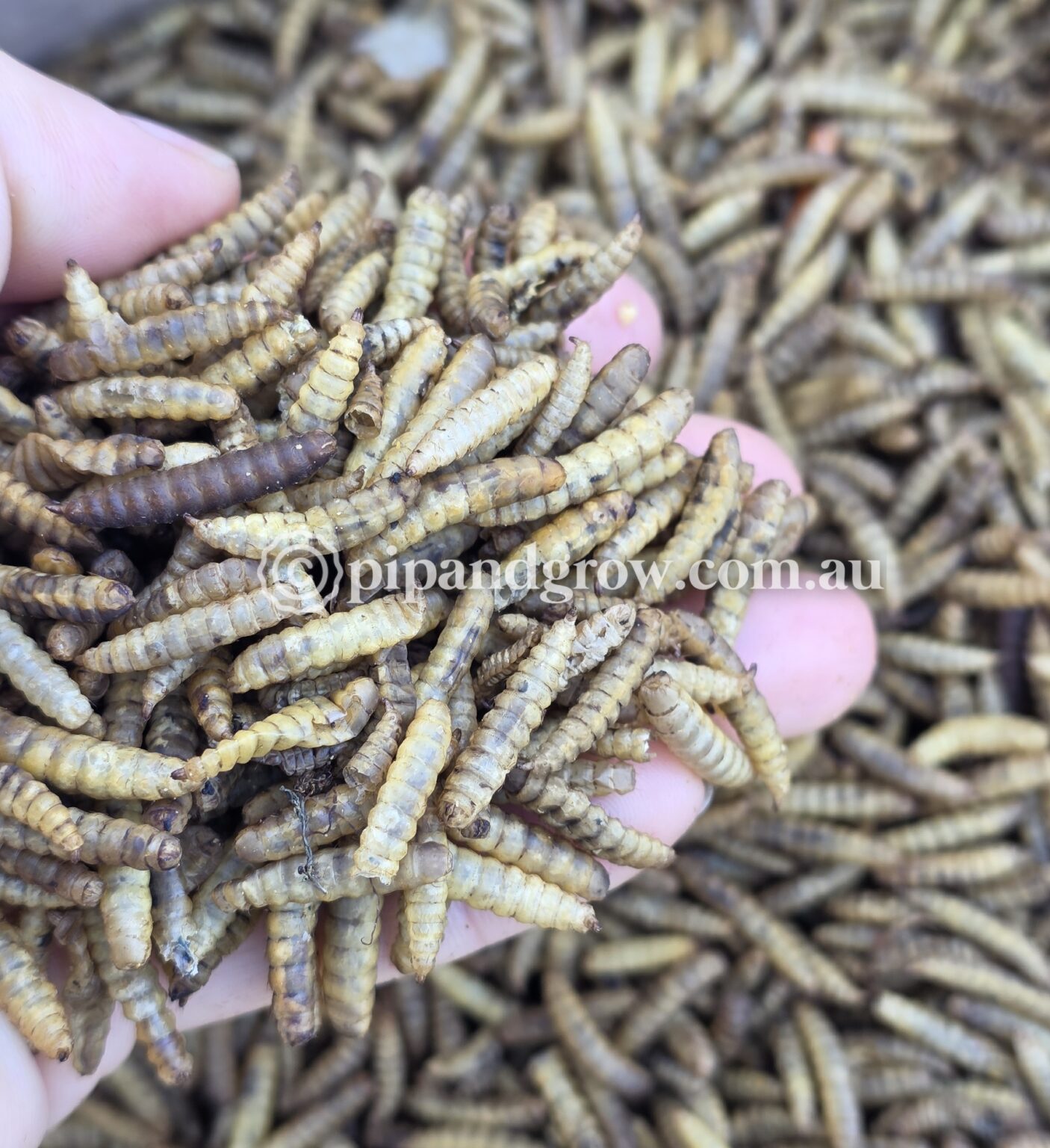 Dried Black Soldier Fly Lavae - Pip & Grow