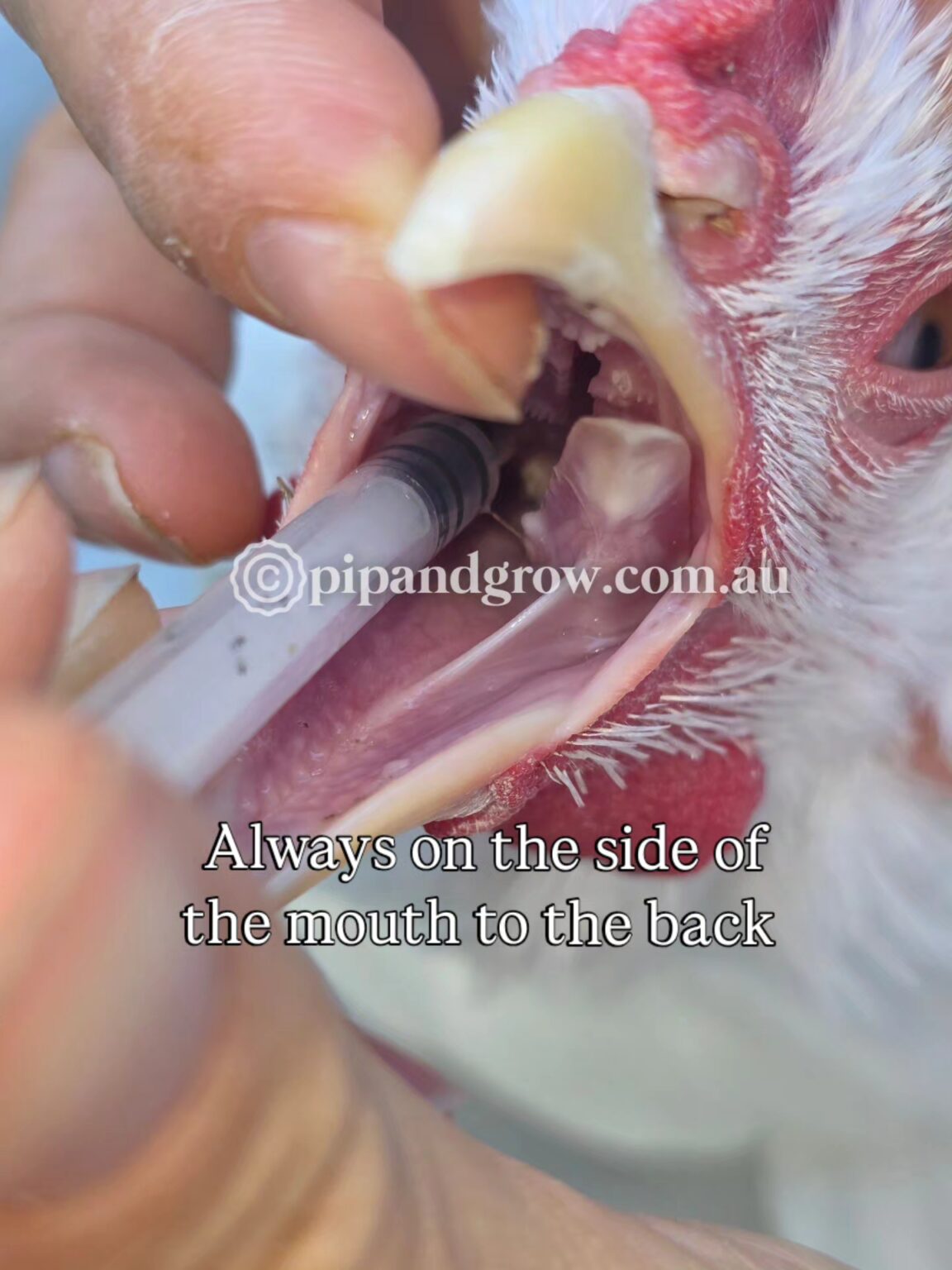 Syringe Feeding Chicken - Pip & Grow