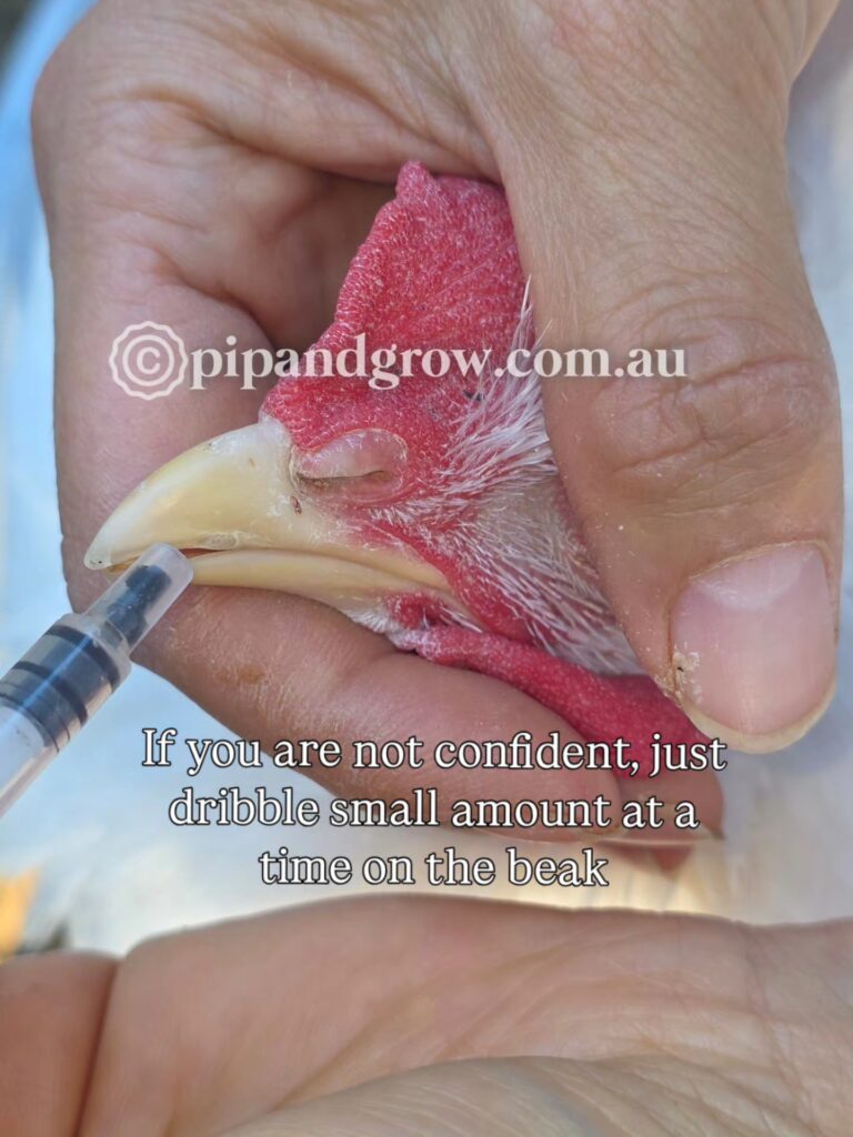 Syringe Feeding Chicken - Pip & Grow