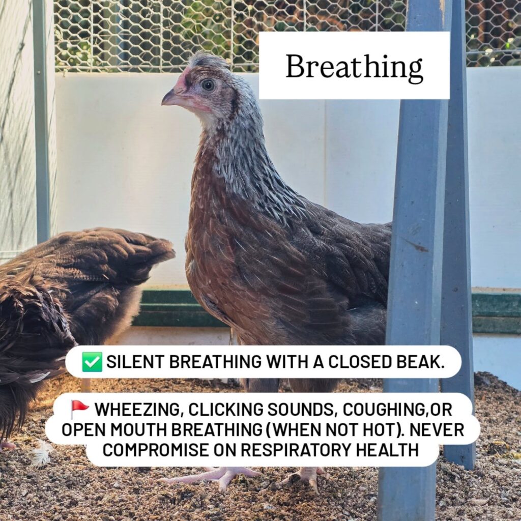 Check these "Before" buying new chickens - Pip & Grow